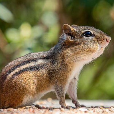 Eastern Chipmunks in Fall – blog